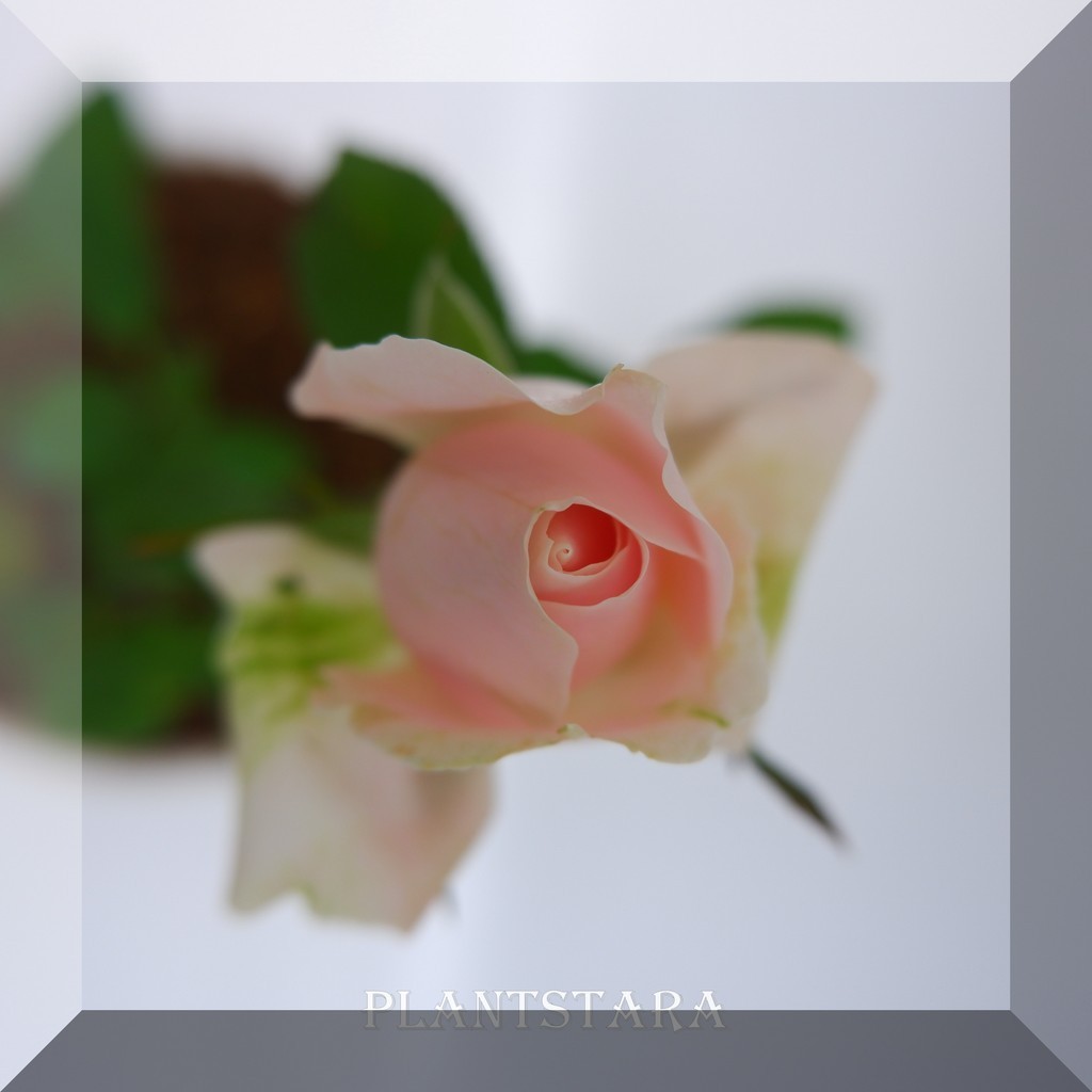 Jual Tanaman Bunga Mawar Peach (rosa sp ) Berbunga Besar Premium ...