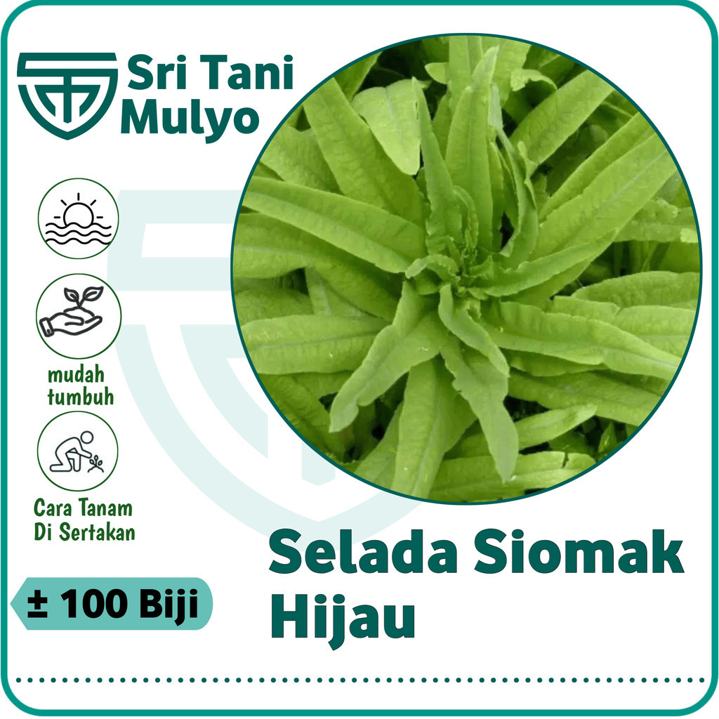 Jual 150 Biji - Benih Selada Wangi Siomak POINTED LEAF - Bibit Tqnaman ...