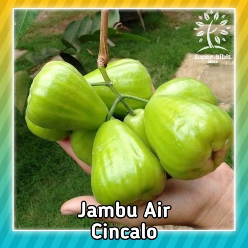 Jual Bibit Tanaman Jambu Air CINCALO Hijau Super Manis 1 Tahun Berbuah ...