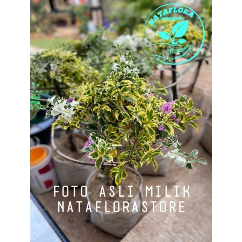 Jual NEW!!BOUGENVILLE 2 WARNA VARIEGATA BONSAI/Sudah Berbunga-Ungu ...