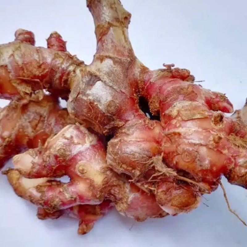 Jual New Promo Jahe Merah Segar 500 gram COD | Shopee Indonesia