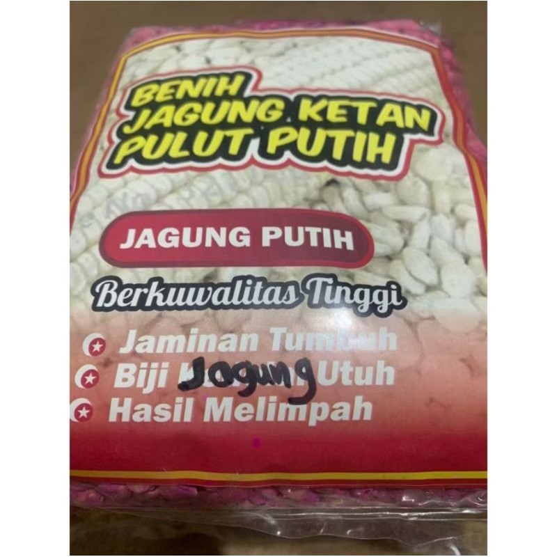 Jual [ JAGUNG PUTIH ] 1 KG JAGUNG PULUT | JAGUNG KETAN SUPER DAYA ...