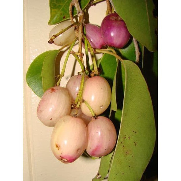 Jual Bibit Tanaman Buah Juwet - Jamblang - Duwet Putih Okulasi Cepat ...