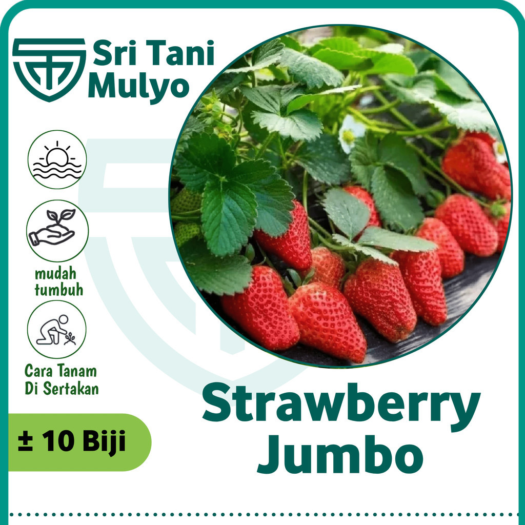 Jual 10 Biji - Benih Strawberry Merah JUMBO - Bibit Stroberi Unggulan ...
