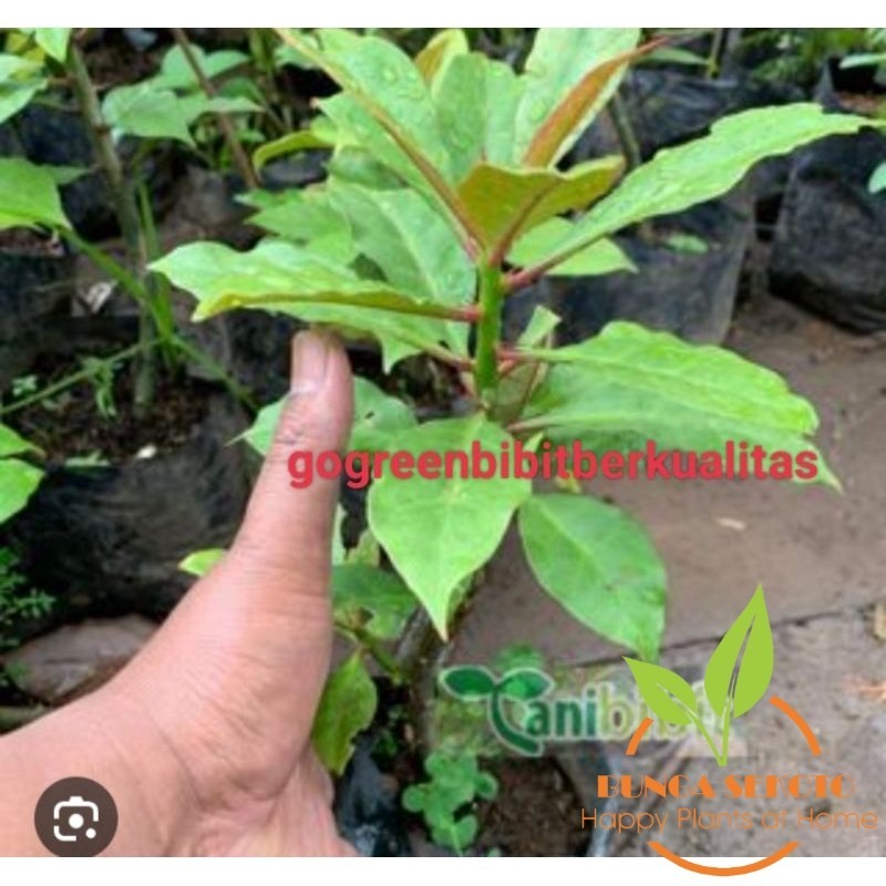 Jual Bibit tanaman daun tujuh duri tanaman herbal | Shopee Indonesia