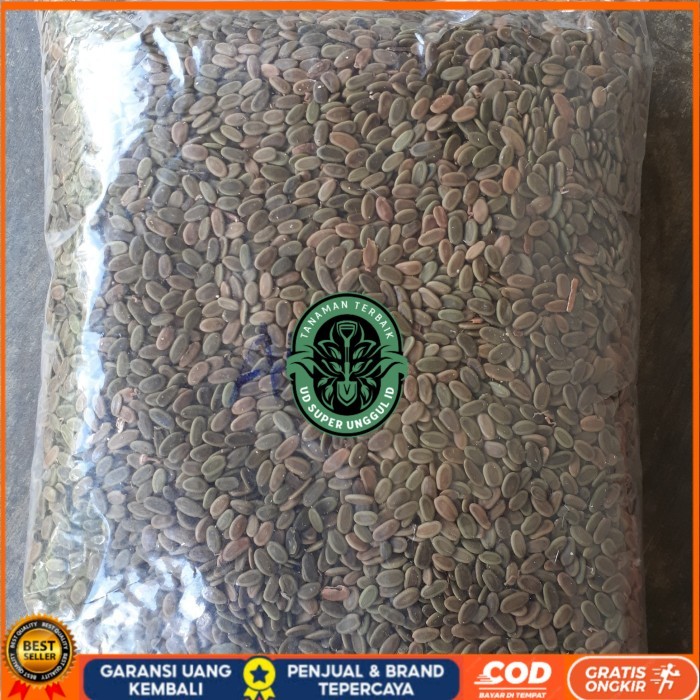 Jual Biji Benih Sengon Super Lurus 1kg | Pohon Albasia Bibit Tanaman ...
