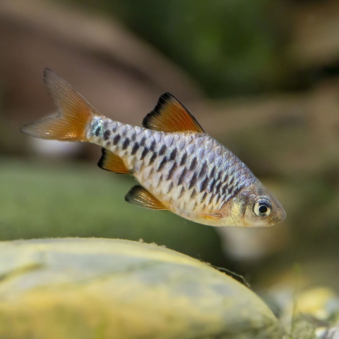 Jual Checker Barb Puntius Oligolepis / Ikan Hias Aquascape | Shopee ...