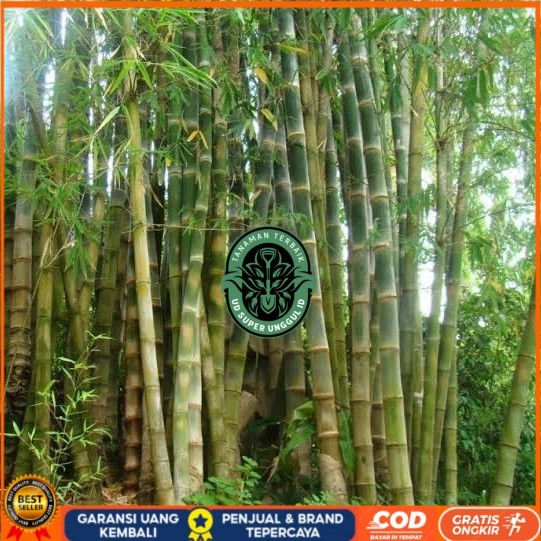 Jual Bibit Bambu Petung Raksasa | Giant Bamboo Murah Bibit Tanaman ...