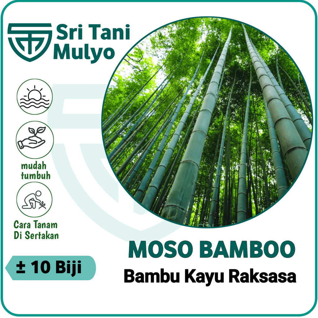 Jual 10 Biji Benih Tanaman Bambu Raksasa Hijau F1 Import / Benih Bambu ...