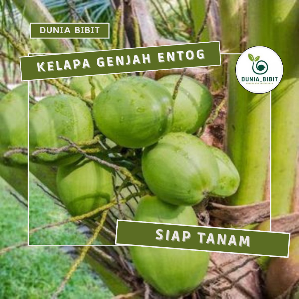 Jual Bibit Tanaman Kelapa Genjah Entok | Shopee Indonesia