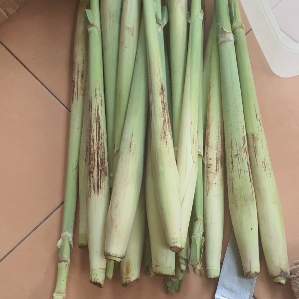 Jual Hafika Turubuk trubuk turubus trubus telur tiwu per batang ...