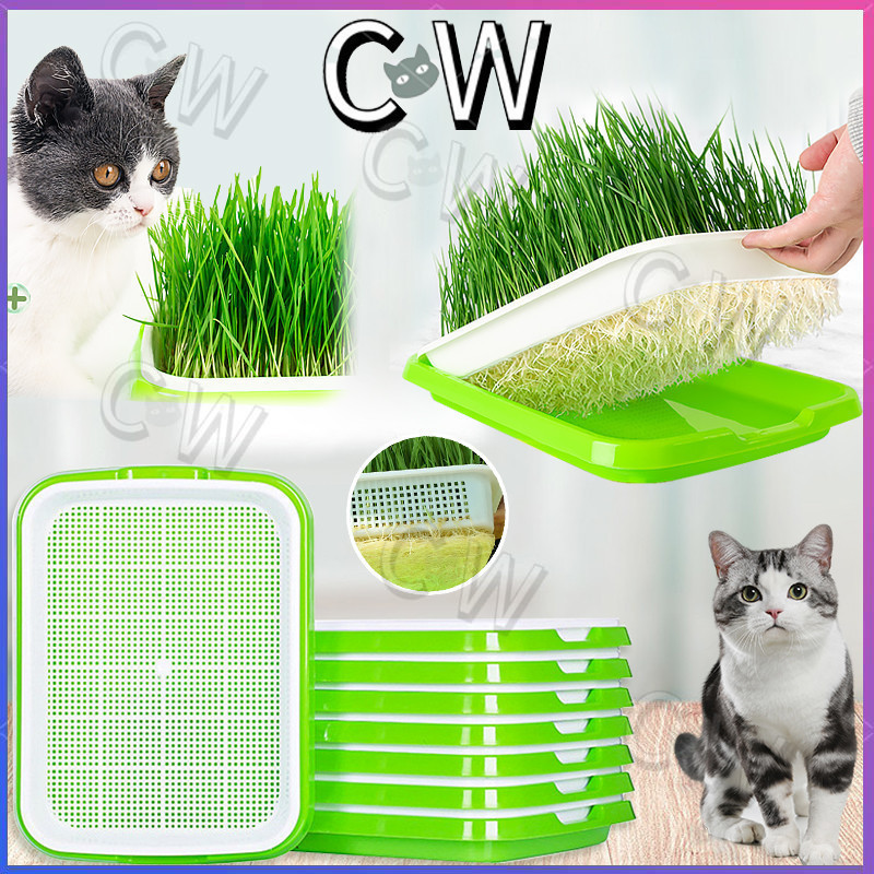 Jual Rumput kucing Kucing memakan rumput Rumput hidroponik kucing Kotak ...