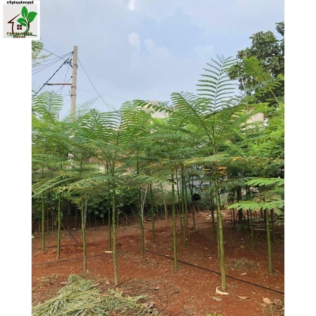 Jual Tanaman hias - Pohon solobium / schizolobium parahyba | Shopee ...