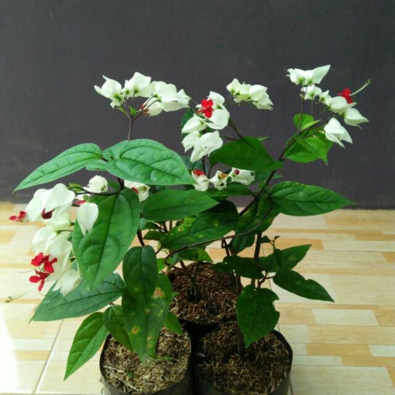 Jual Tanaman Hias Nona Makan Sirih - Bunga Hias Nona Makan Sirih ... Jual Tanaman Hias Nona Makan Sirih - Bunga Hias Nona Makan Sirih ...