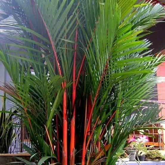 Jual Tanaman Hias Palem Merah - pohon palm merah bisa indoor | Shopee ...