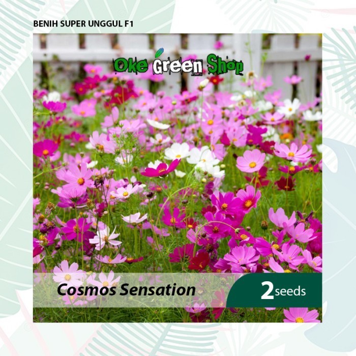 Jual Benih Seribuan - 2 Biji Benih Bibit Bunga Cosmos Sensation Mixed ...