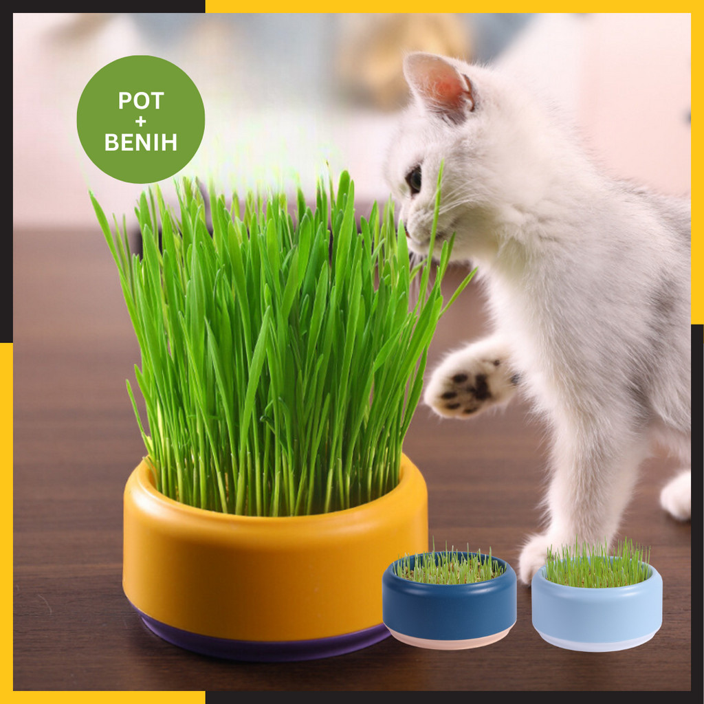 Jual KOZO Pot Tanam Rumput Kucing Tumbuh Benih Gandum Cat Wheatgrass ...