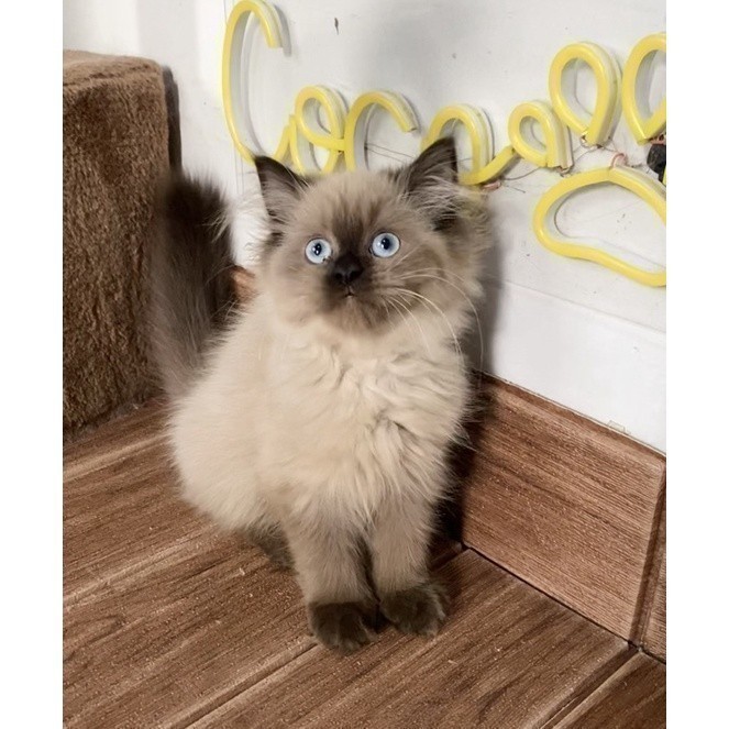 Jual kucing persia himalayan | Shopee Indonesia