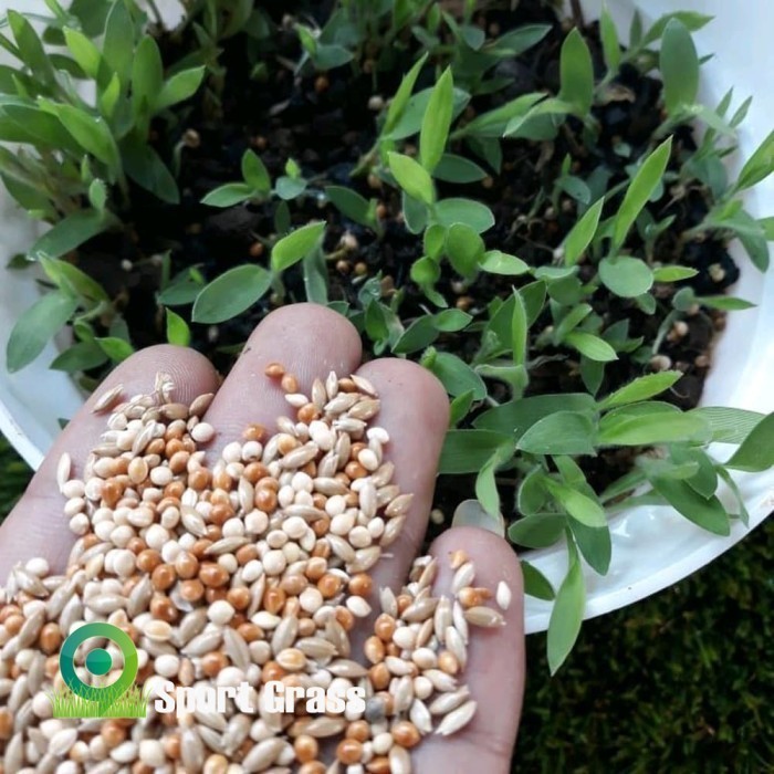 Jual Benih Rumput Signal Grass Brachiaria Decumbens ( Rumput Bede ) 1 ...