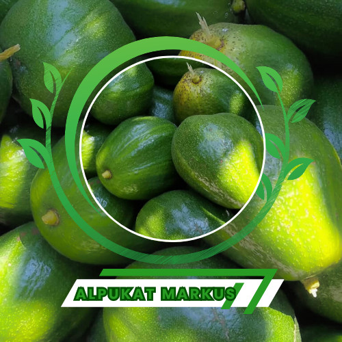 Jual Bibit Tanaman Buah Alpukat Markus | Shopee Indonesia