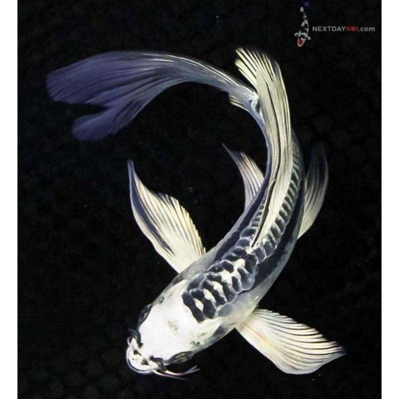 Jual hiasan Paket 5 Ekor Koi Metalik Slayer Sisik Naga Size 8-10 CM ...
