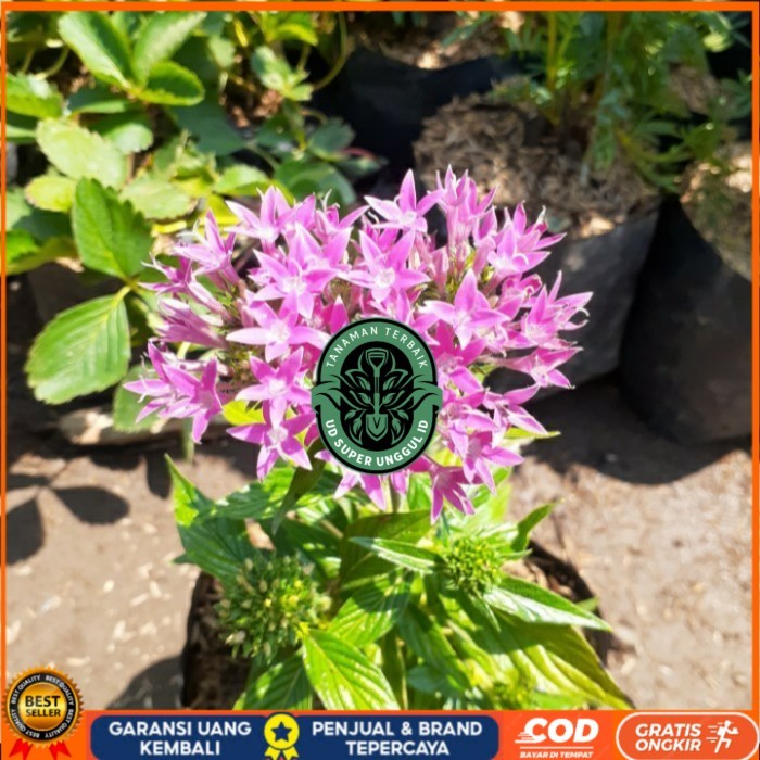 Jual TANAMAN HIAS BUNGA PENTAS RAJIN BERBUNGA/ TANAMAN HIDUP BUNGA ...