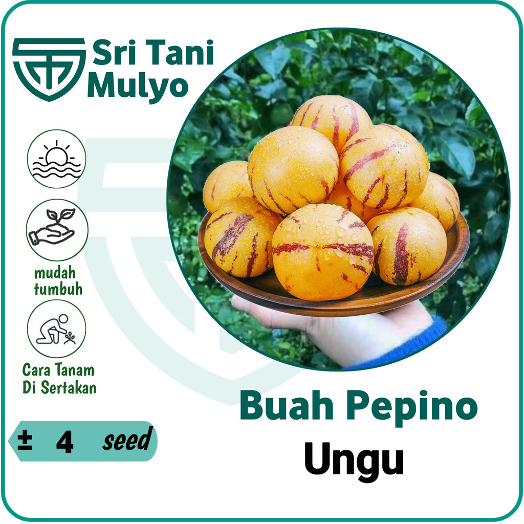 Jual 4 Benih Buah Pepino Ungu Super Import - Sri Tani Mulyo | Shopee ...