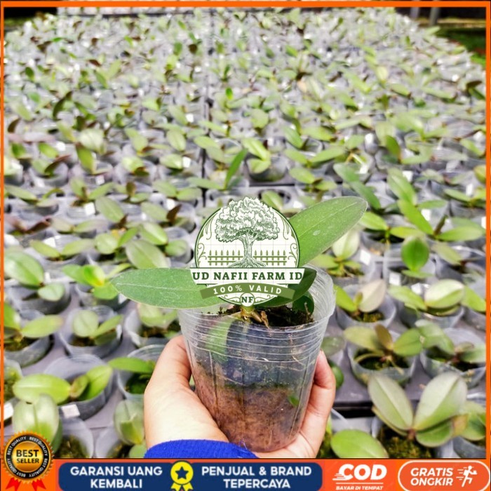 Jual Bibit Bunga Anggrek Bulan Bibit Tanaman Super Unggul UD NAFII FARM ...