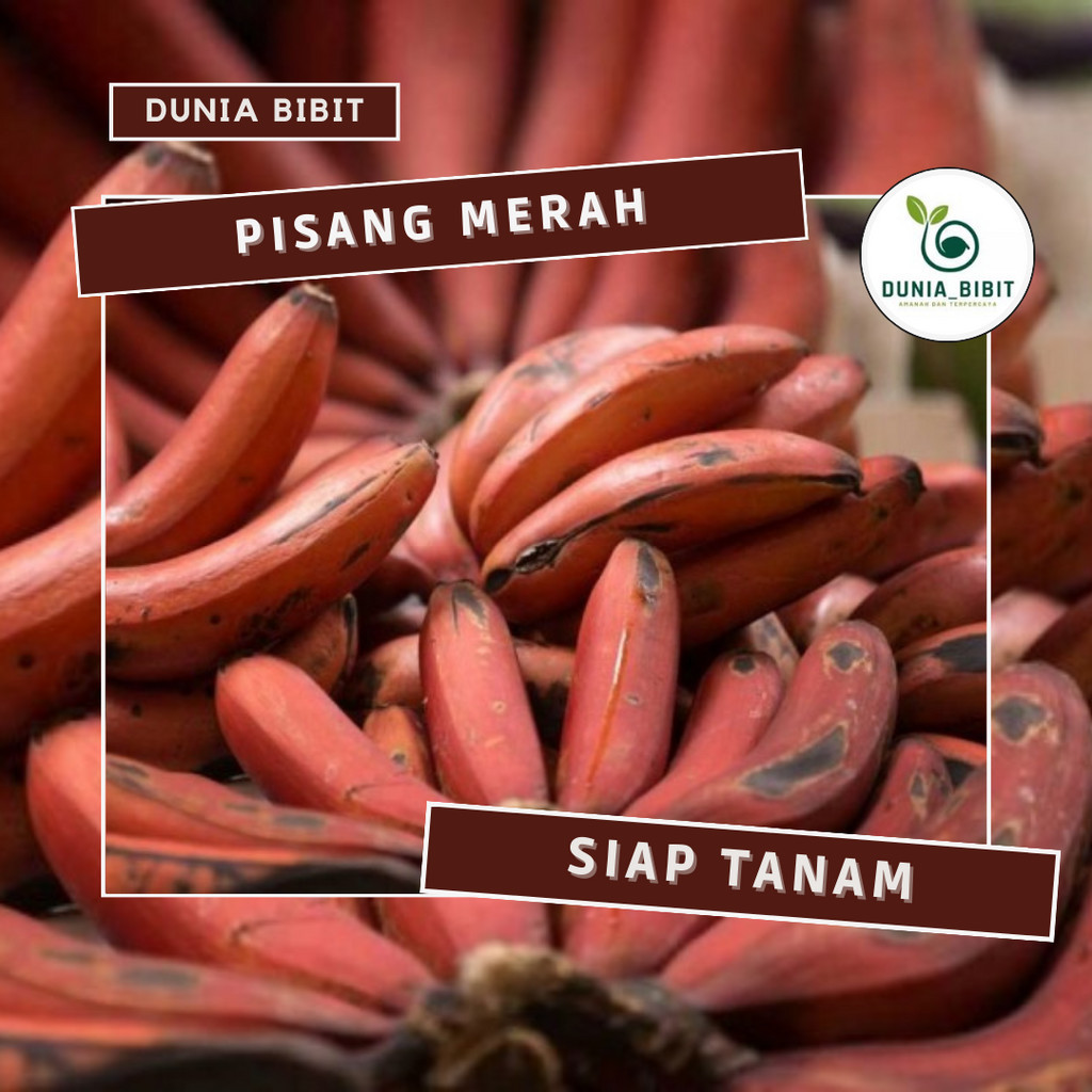 Jual Bibit Pisang Merah Pisang Kidang Valid 100% Siap Tanam | Shopee ...