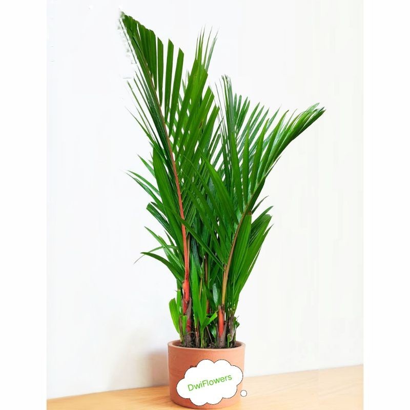 Jual Tanaman Hias Palm Merah - Pohon Palem Merah - Tanaman Indoor Palem ...