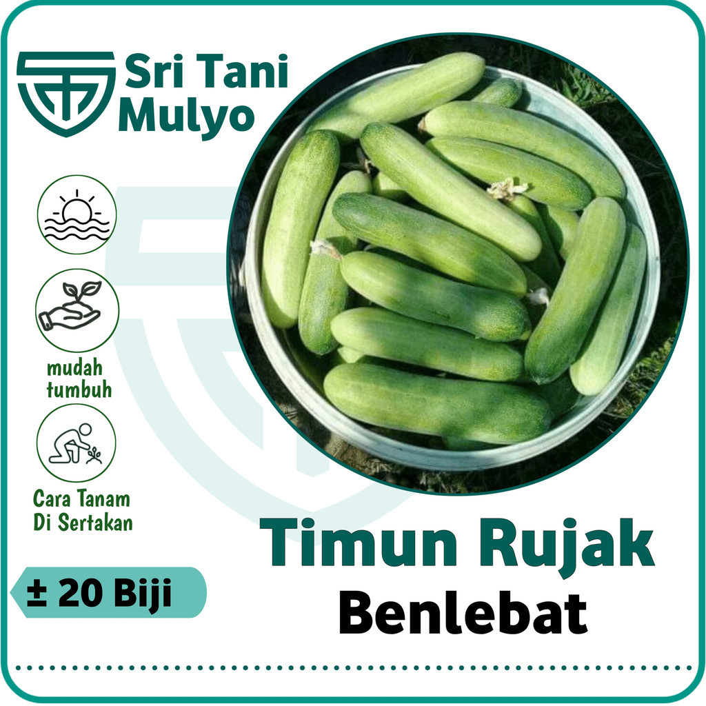 Jual 20 Biji - Benih Timun Lalap Unggul BENLEBAT - Mudah Tumbuh, Bibit ...