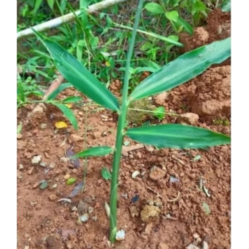 Jual Bibit jahe merah super, bibit jahe pilihan , siap tanam harga ...