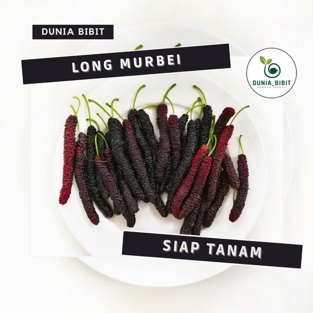 Jual Bibit Long Murbei tanaman buah unik | Shopee Indonesia