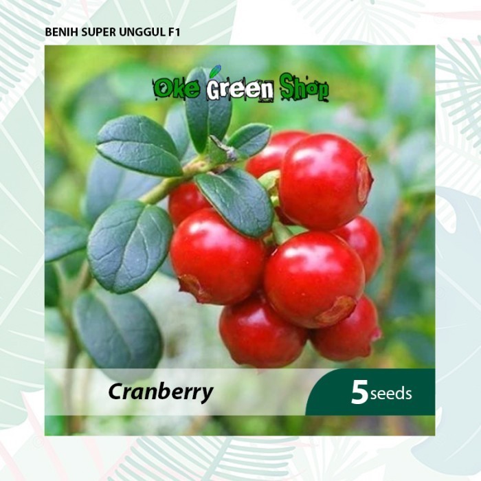 Jual Benih Seribuan - 5 Biji Benih Bibit Red Cranberry Fruits Unggul ...