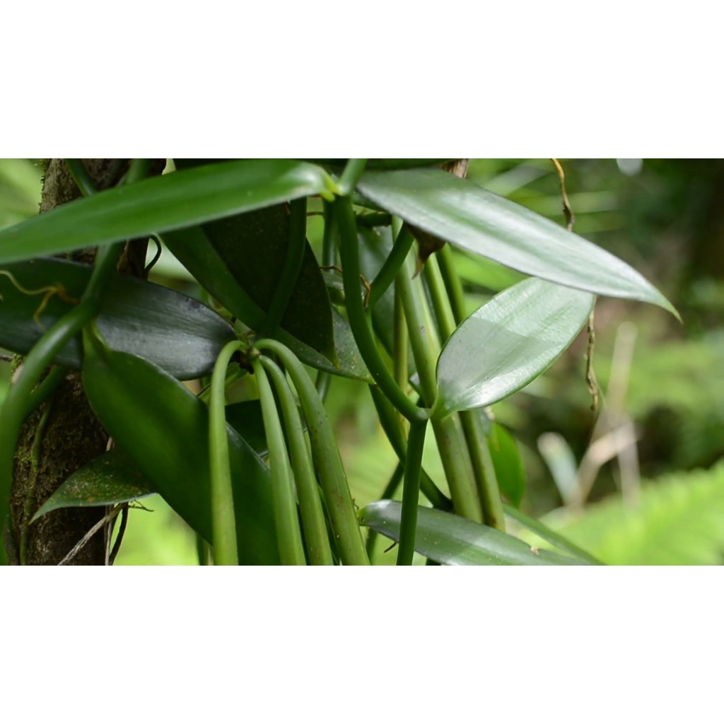 Jual selalu Promo BIBIT PANILI VANILI UNGGUL STEK Vanilli Vanilla ...