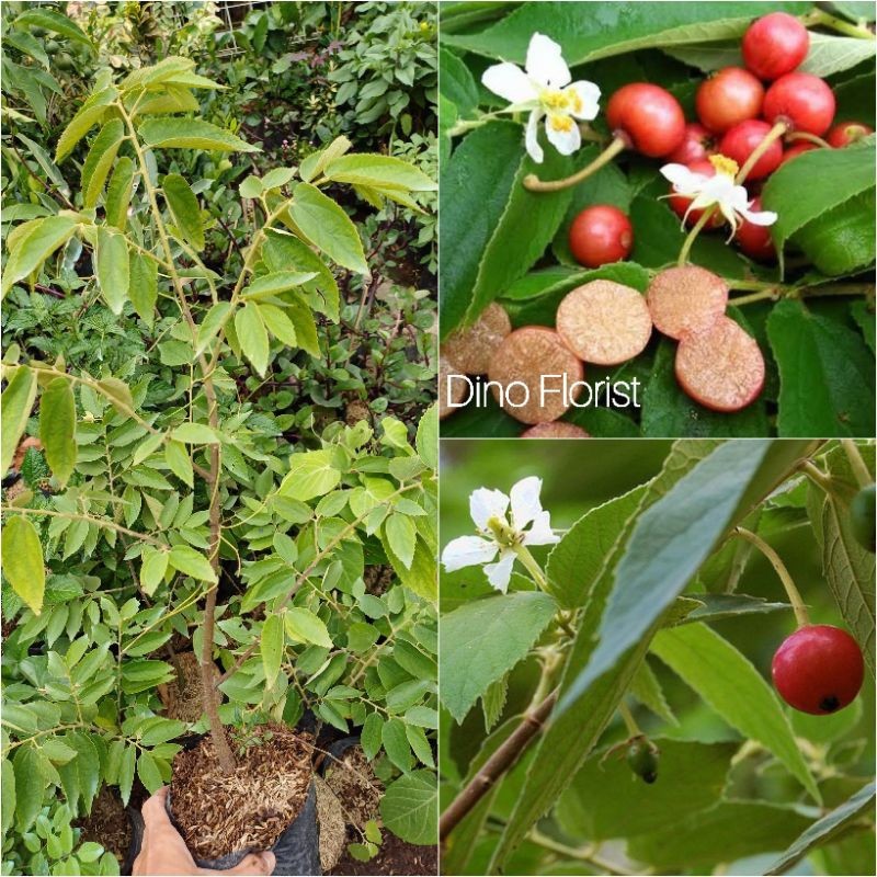 Jual Bibit Tanaman Buah Ceri Kersen / Ceri Kersen Baleci | Shopee Indonesia