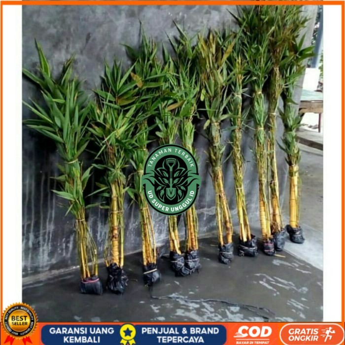 Jual Bibit Bambu Kuning Hias Asli Ukuran Sedang Bibit Tanaman valid UD ...