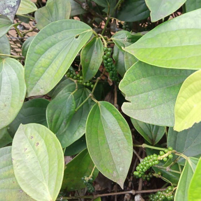 Jual BIBIT TANAMAN MRICA/MERICA LADA PERDU RAMBAT SUPER | Shopee Indonesia