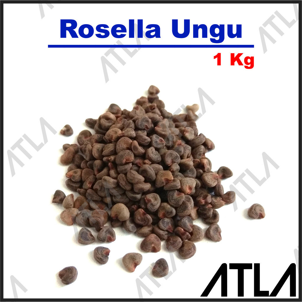 Jual Benih Bunga Rosella Ungu 1 kg Bibit Tanaman Biji Teh Herbal Rosela ...