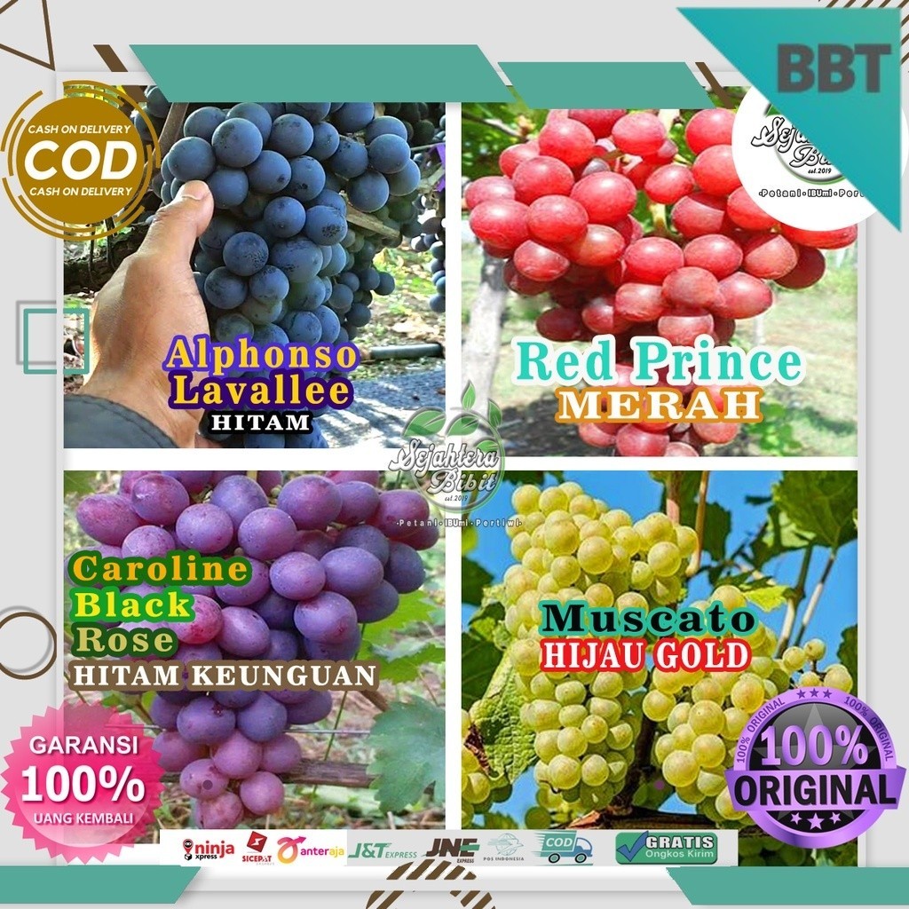 Jual Bibit Anggur Satu Paket Isi 4 Varian Cepat Berbuah (4 Jenis ...