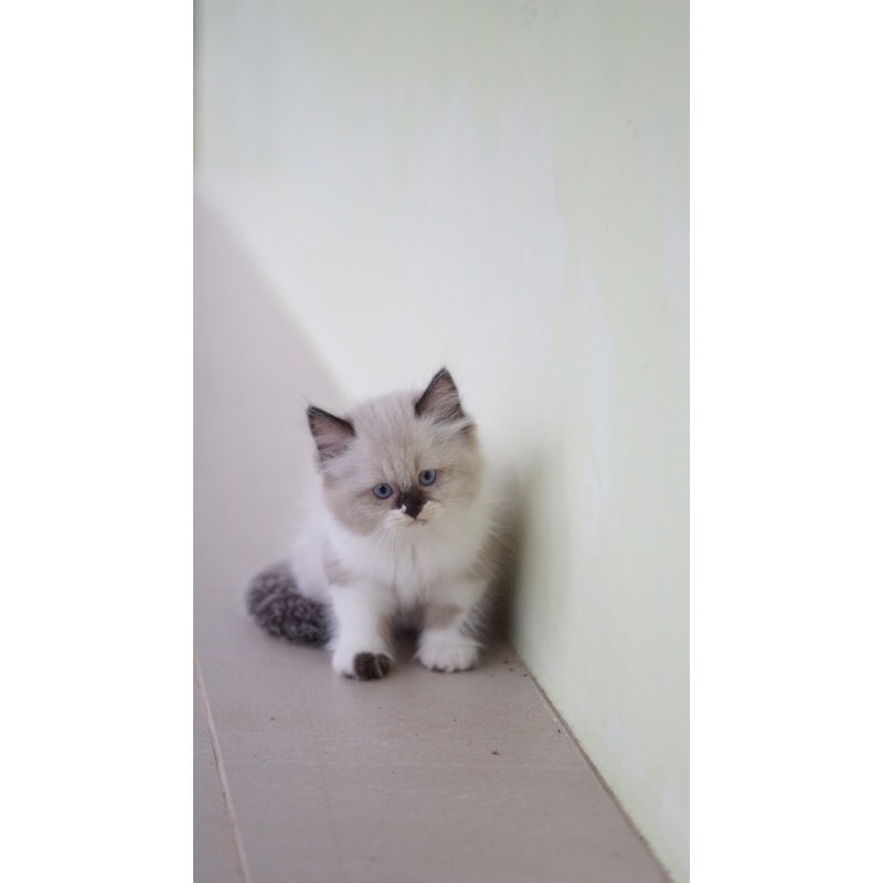 Jual siap adops kucing persia himalaya ragdoll murah | Shopee Indonesia