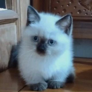 Jual kucing cebol Harga Terbaik & Termurah Maret 2025 | Shopee Indonesia