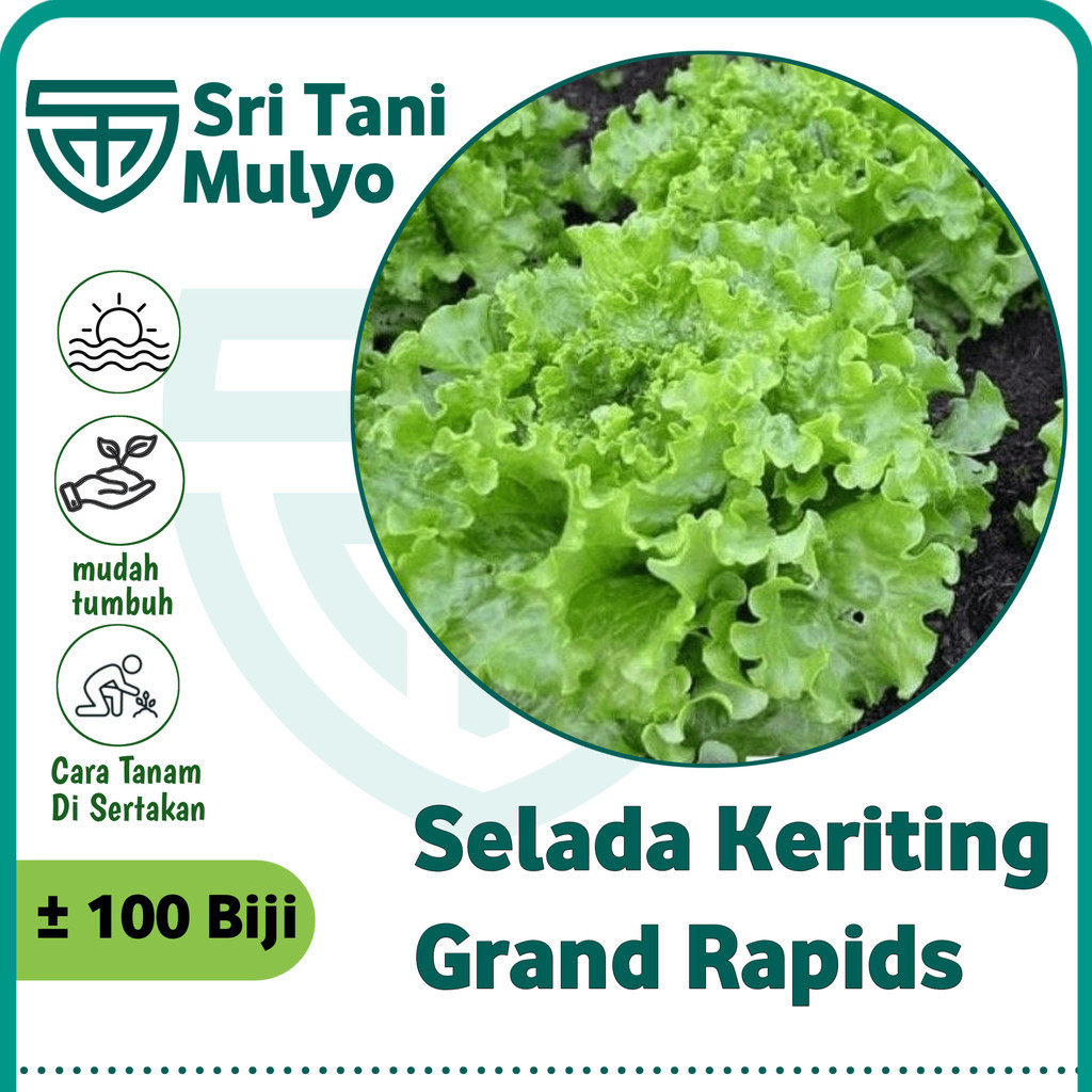 Jual 150 Biji - Benih Selada Keriting GRAND RAPID - Bibit Sayur Sayuran Selada Red Hijau Kribo ...