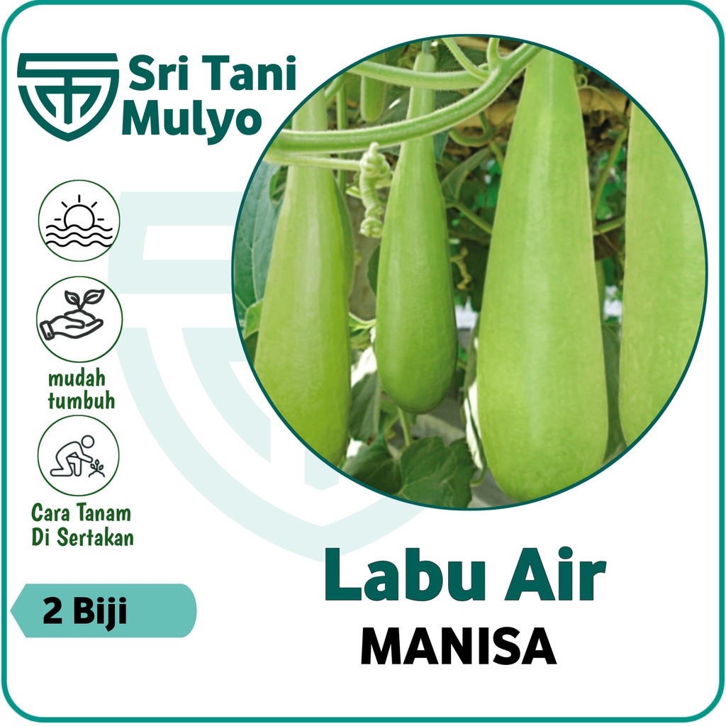 Jual 2 Biji - Benih Labu Air MANISA F1 - Bibit Tanaman Sayur Sayuran ...