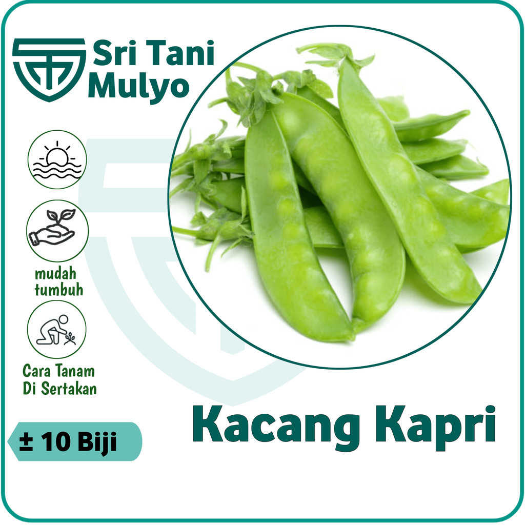 Jual 10 Biji - Benih Kapri TAICHUNG F1 / ( Ercis, Snow Pea) bibit ...