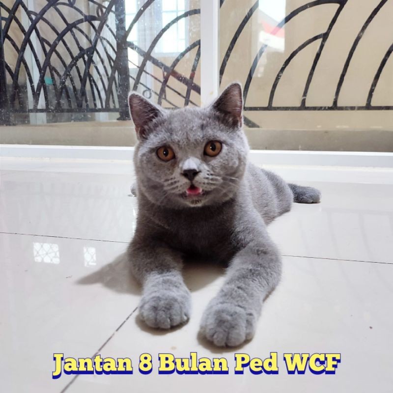 Jual Kucing British Shorthair BSH Jakarta timur | Shopee Indonesia