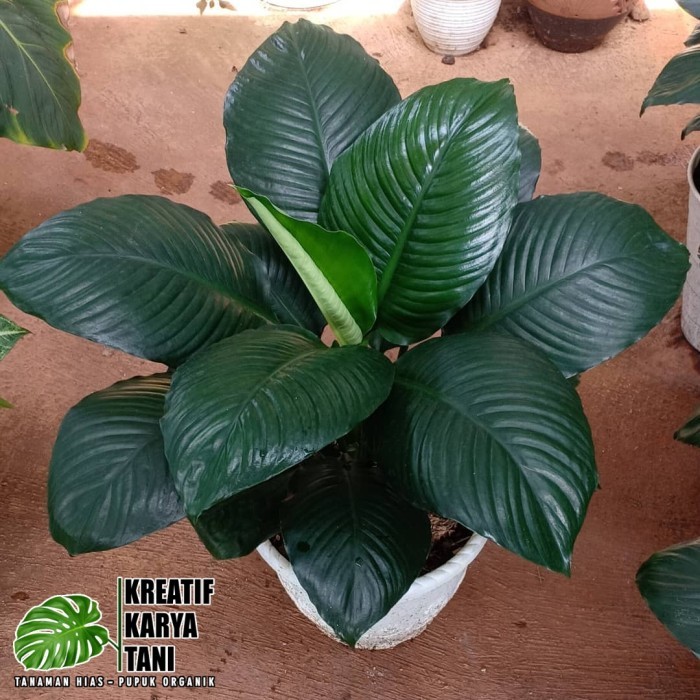 Jual Spatuphillum Mauna Loa - Tanaman hias Manaloa | Shopee Indonesia