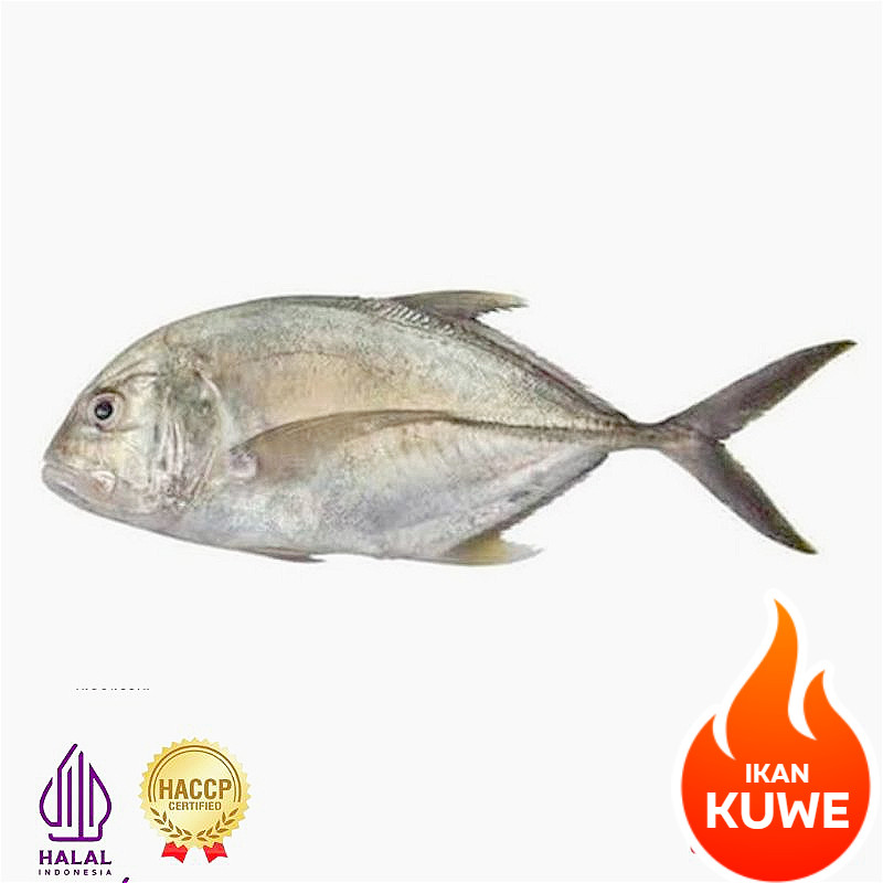 Jual Ikan Kuwe 1 kg / Ikan Kue Laut Segar | Shopee Indonesia