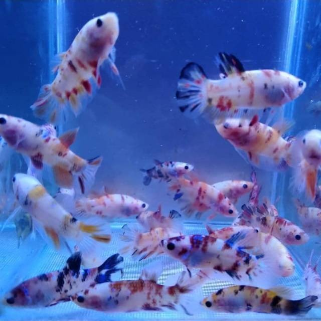 Jual Gambar Cupang Koi Cupang Nemo Galaxy Multicolor Male atau Female ...