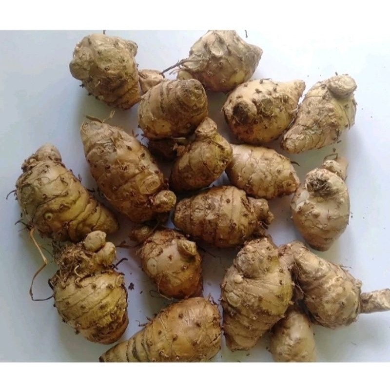 Jual bongol kunyit putih kemasan 1 kg | Shopee Indonesia